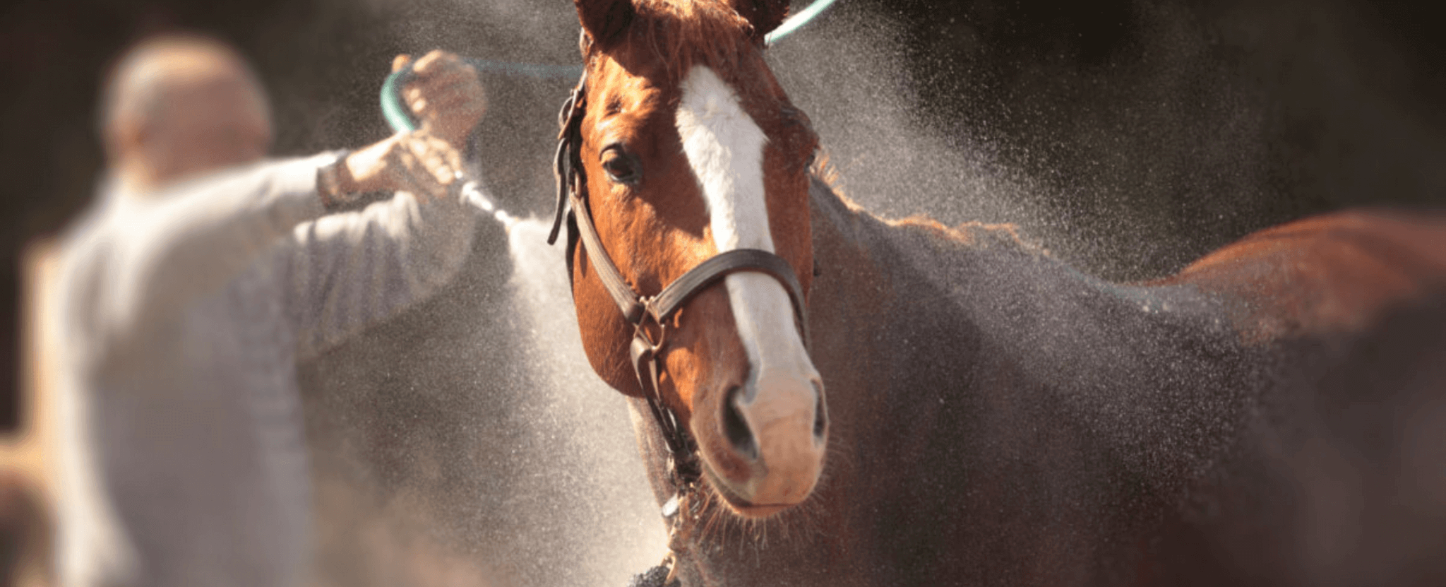 Equine Sales and Use Tax - Dean Dorton - CPAs and Advisors | Accounting ...