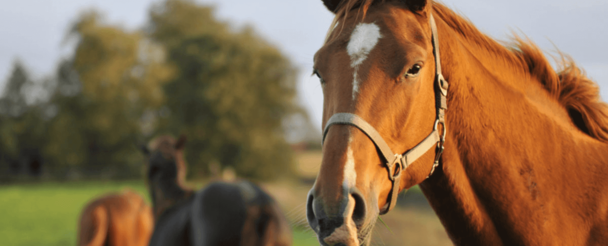 Equine Sales and Use Tax - Dean Dorton - CPAs and Advisors | Accounting ...